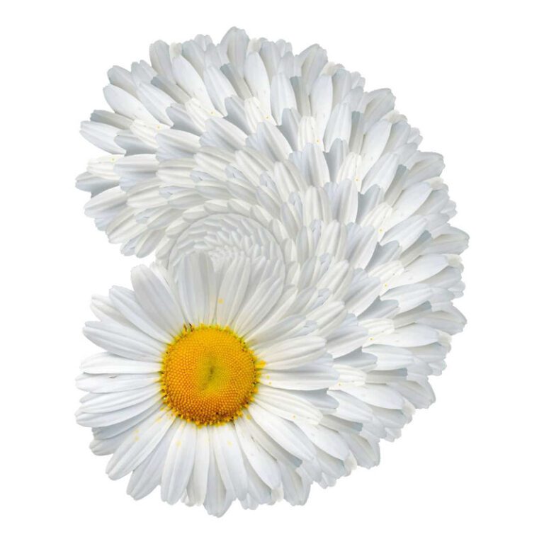 Top 10+ mẫu sticker hoa cúc vector thiết kế đẹp, chất